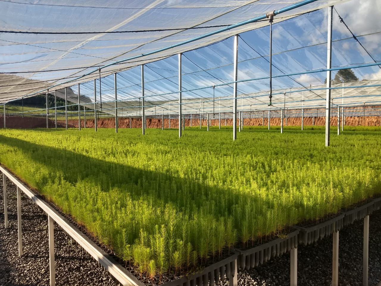 Produzir mudas, suas vantagens e para que ela serve.