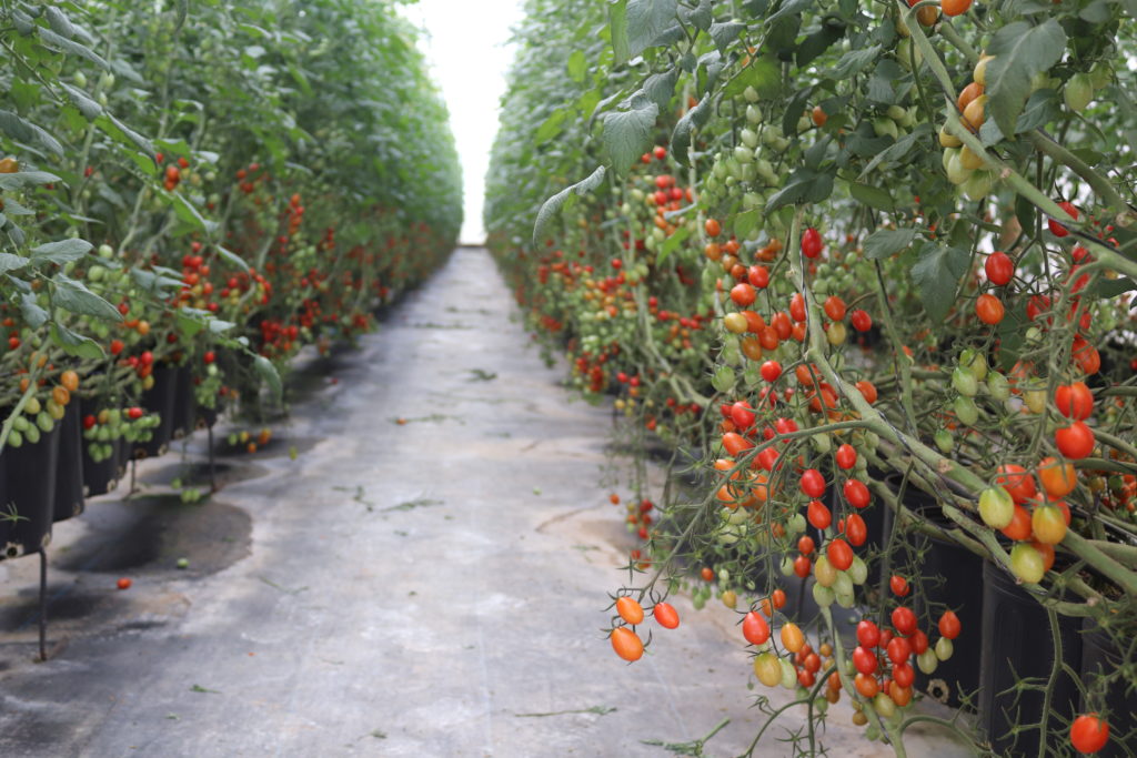Invernadero para tomate